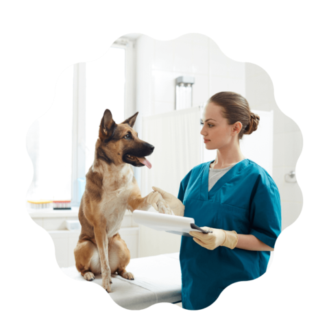 Veterinary Appointment In Arlington, TX | Sanford Oaks Animal Clinic