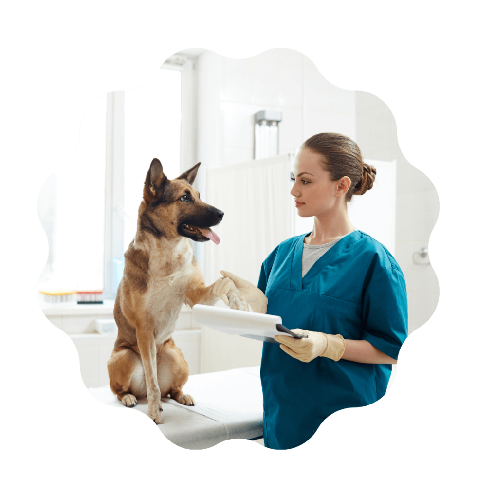 Veterinary Appointment In Arlington, TX | Sanford Oaks Animal Clinic