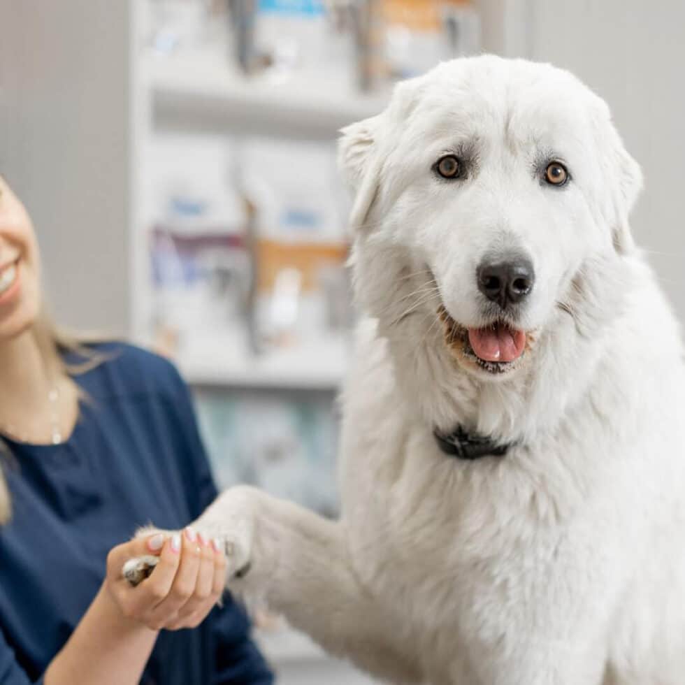 Veterinary Appointment In Arlington, TX | Sanford Oaks Animal Clinic